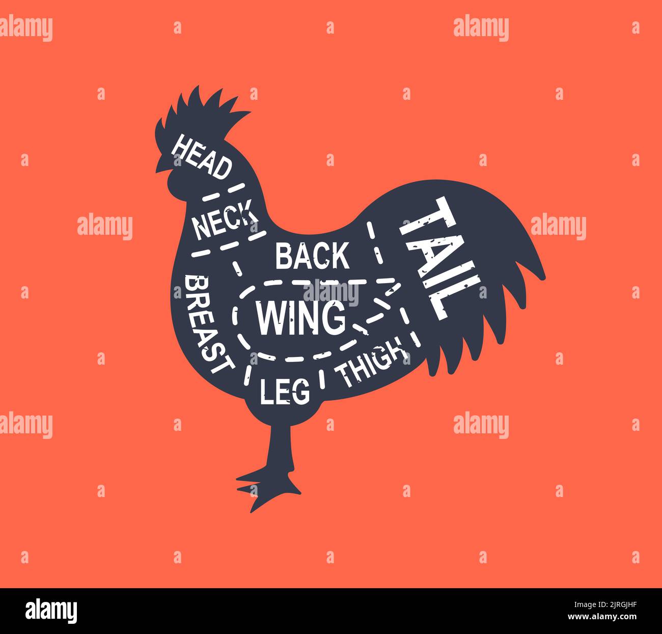 Rooster diagram cuts. Butcher scheme poster. Cuts of rooster meat. Meat ...