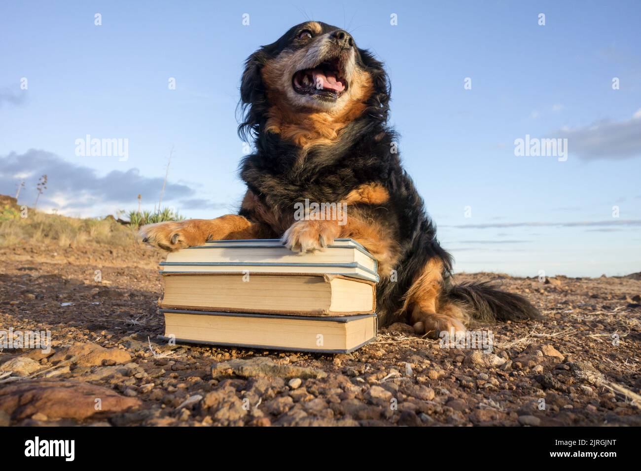 One intelligent Black Dog Reading a Book on a White Background Stock ...