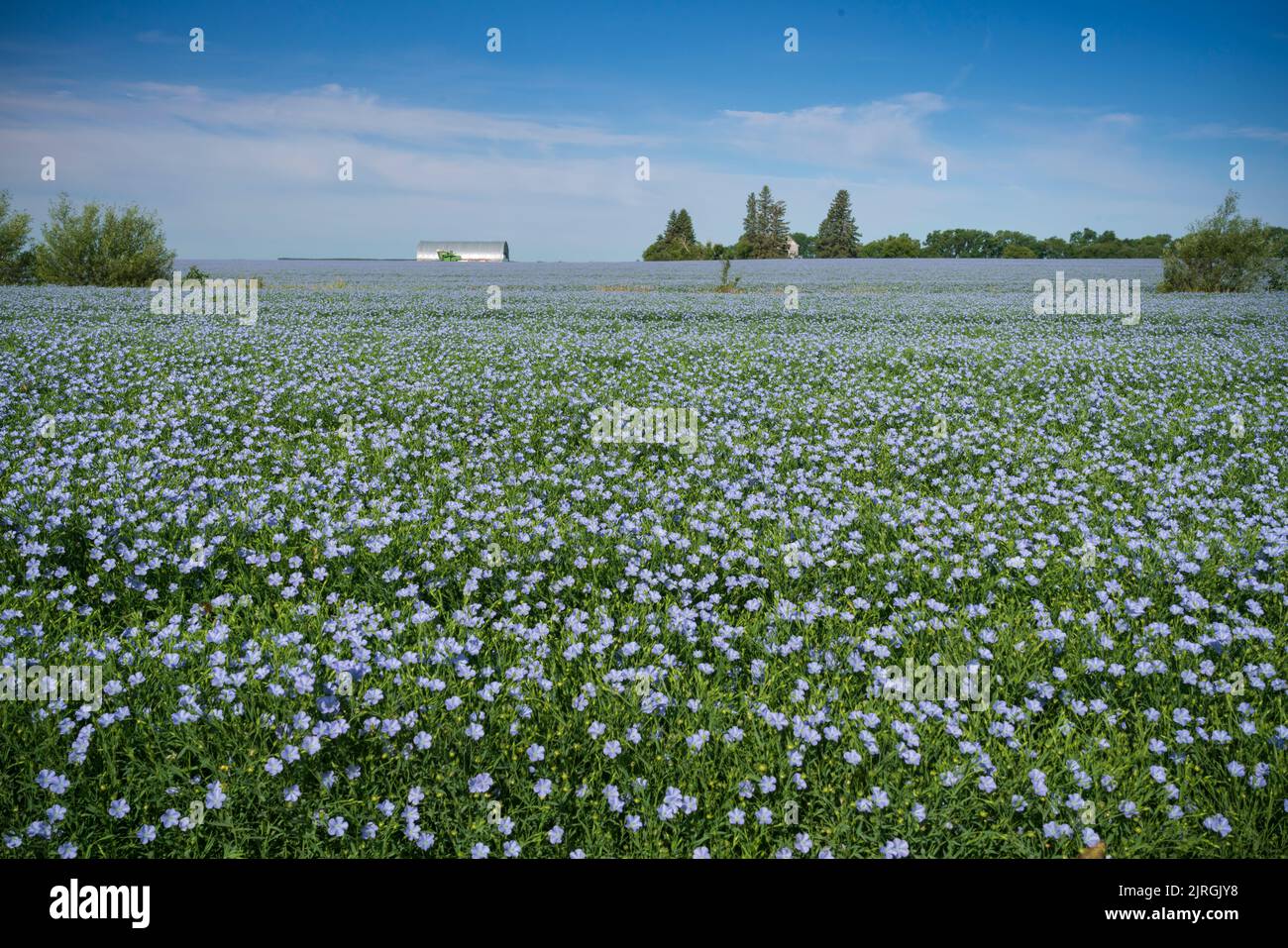 A flax grain field blooming near Miami, Manitoba, canada Stock Photo ...