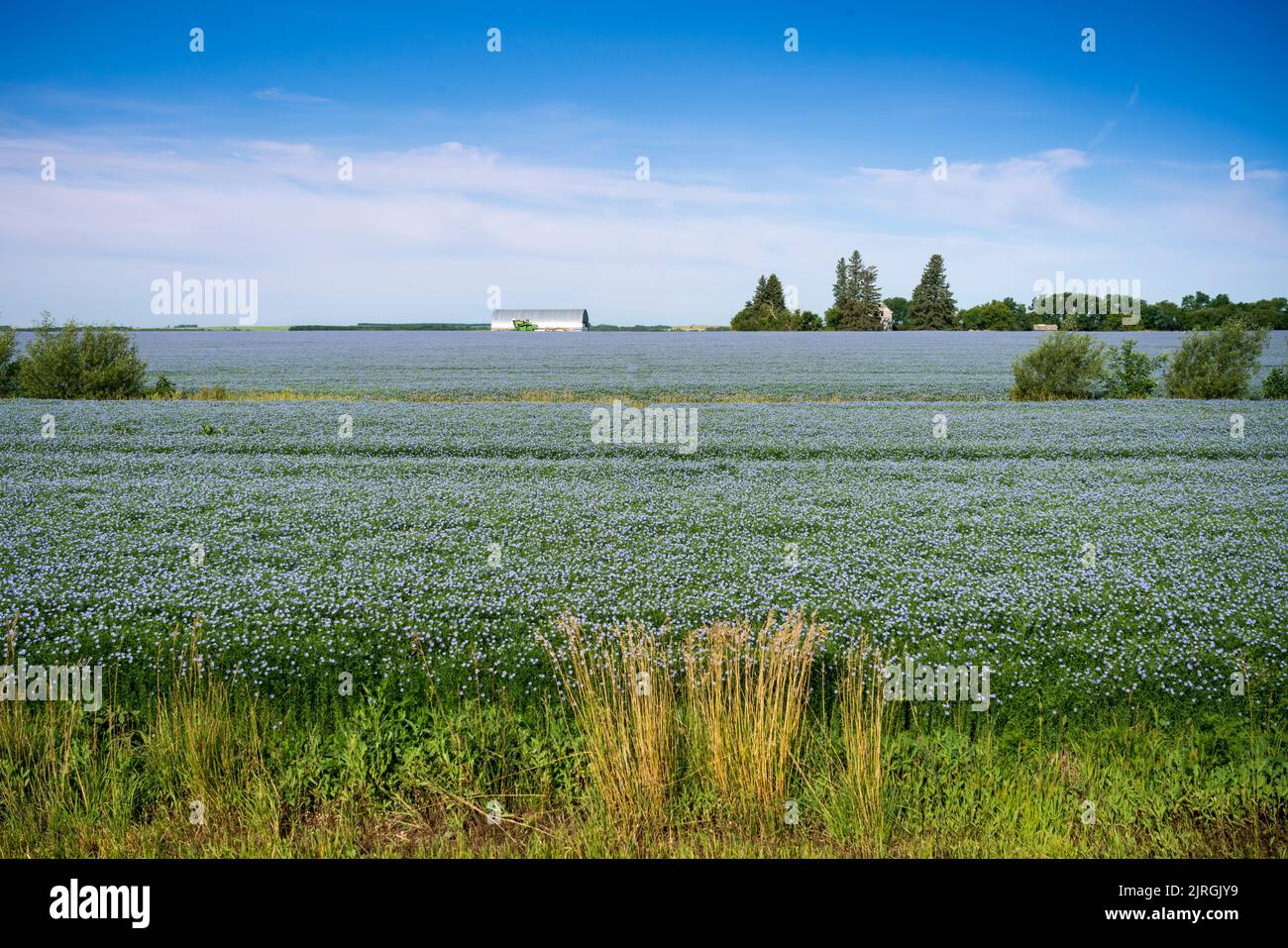 A flax grain field blooming near Miami, Manitoba, canada Stock Photo ...