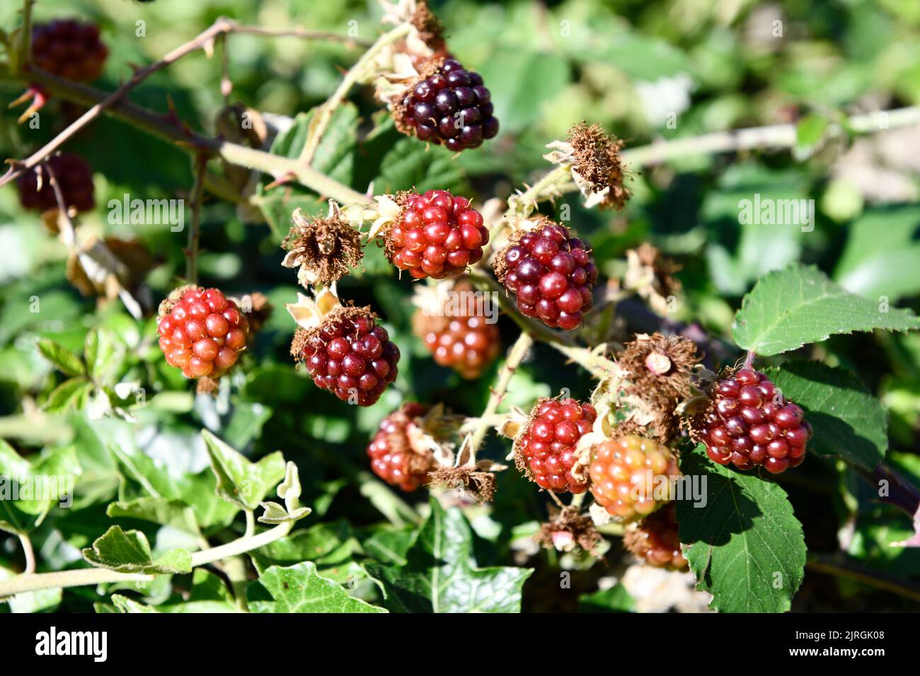 Bramble hi res hi-res stock photography and images - Alamy