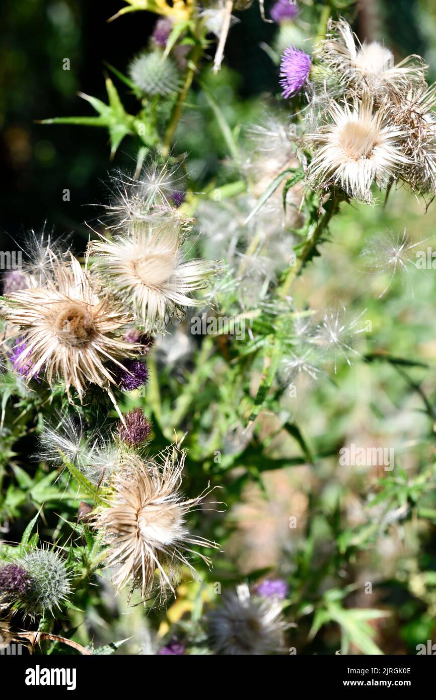 Purple Thistle ( Compositae) in Close up Hook Norton Oxfordshire ...