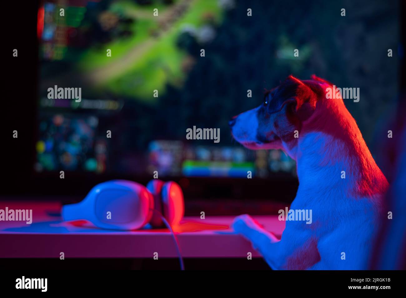 Dog Jack Russell Terrier is watching a computer game in neon light in ...