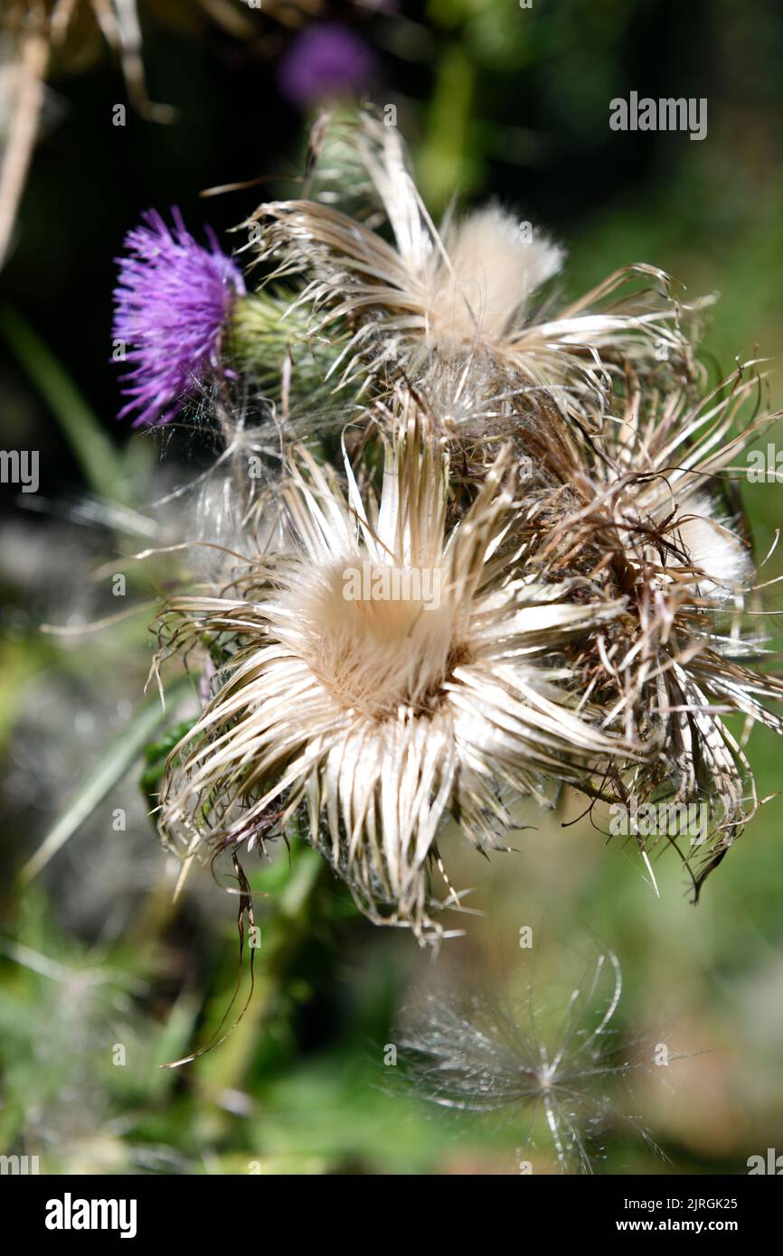 Purple Thistle ( Compositae) in Close up Hook Norton Oxfordshire ...