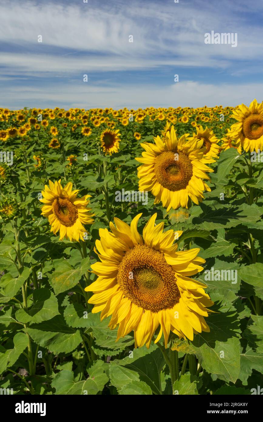 Plum coulee hi-res stock photography and images - Alamy