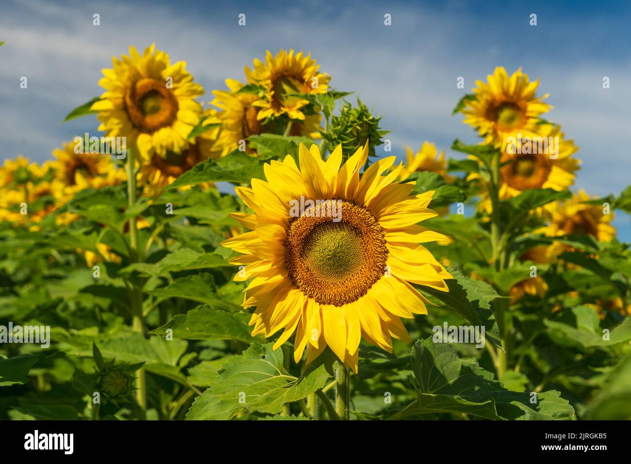 Plum coulee hi-res stock photography and images - Alamy