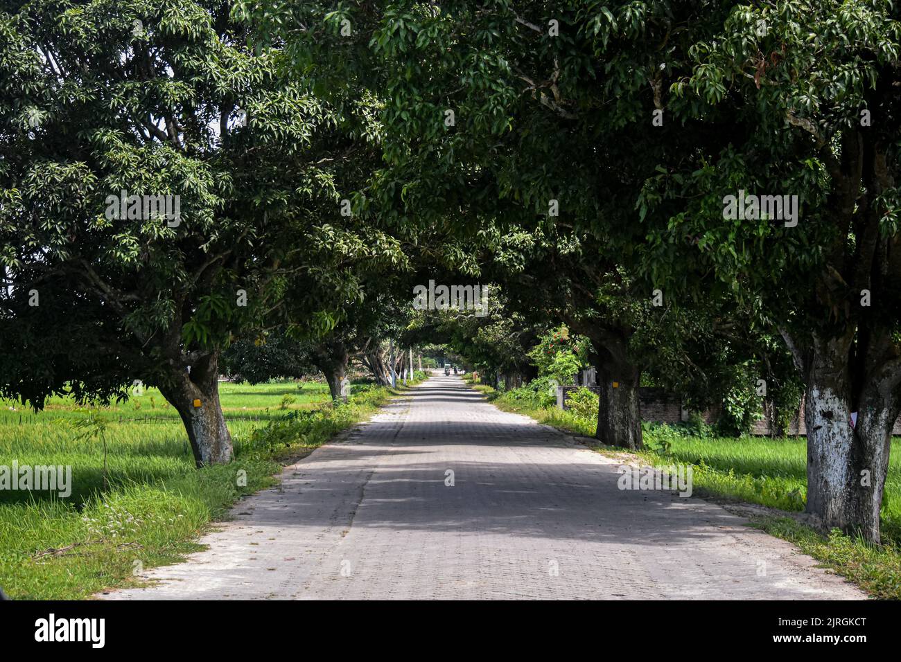 A straight road with trees on the side Stock Photo - Alamy