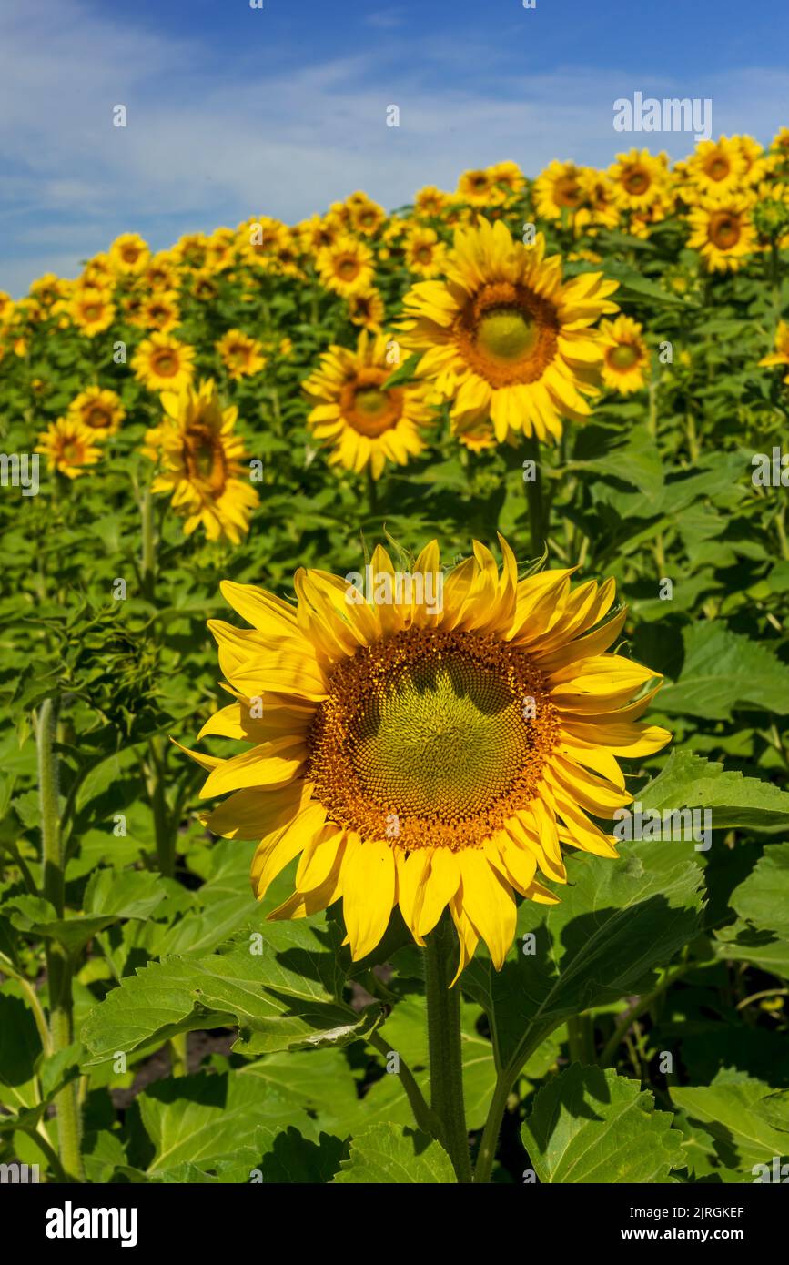 Plum coulee hi-res stock photography and images - Alamy