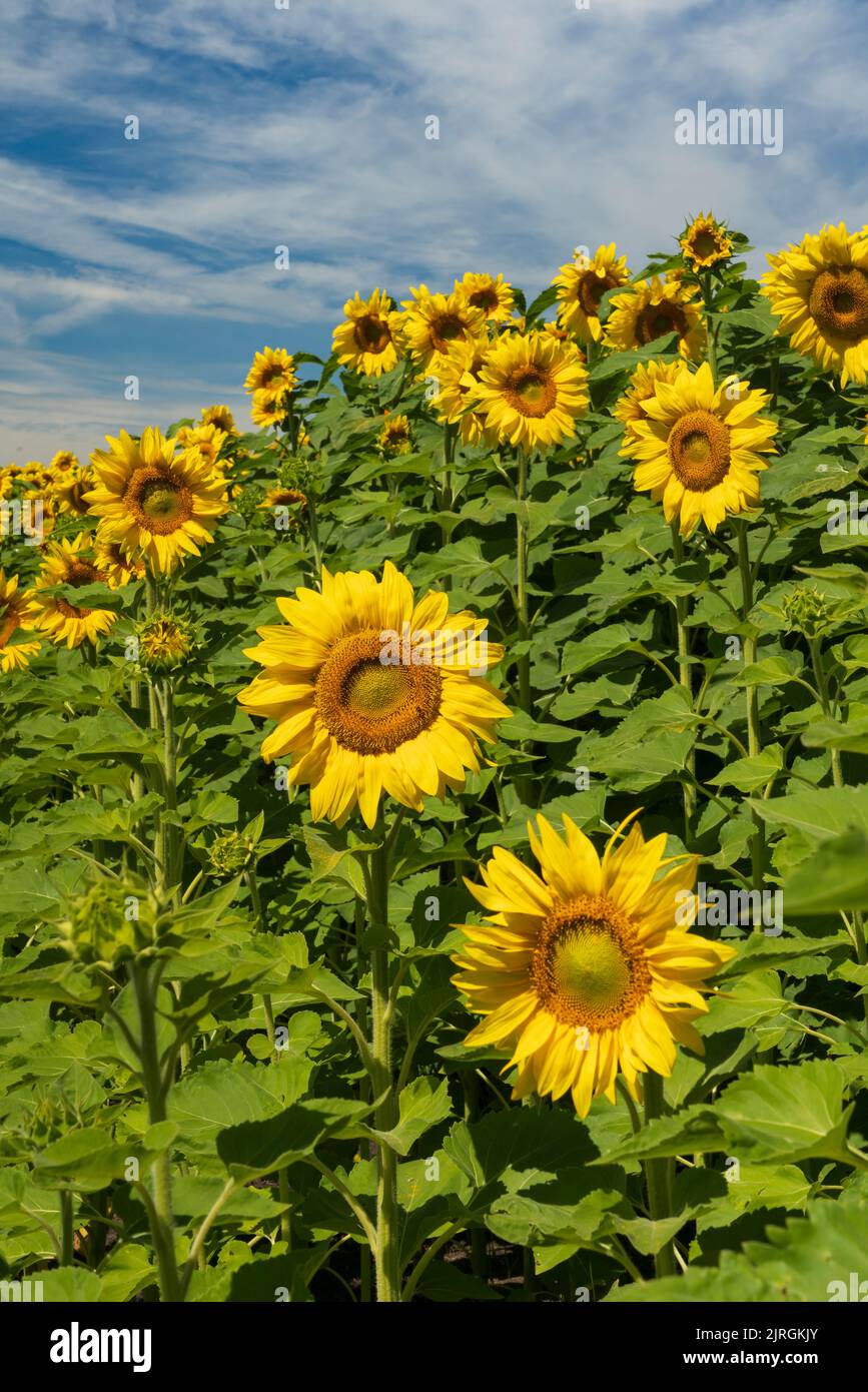 Plum coulee hi-res stock photography and images - Alamy