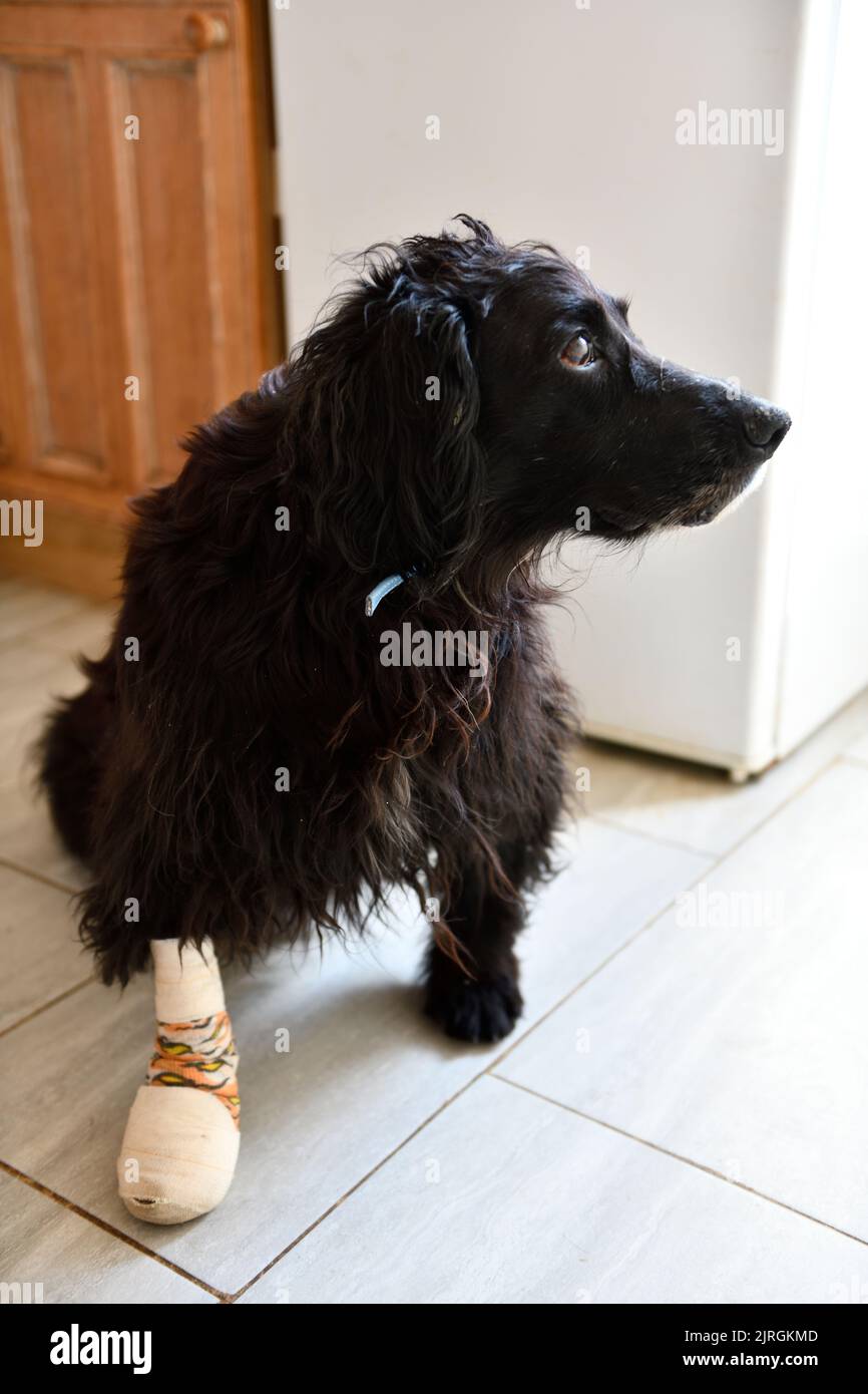 Cocker Spaniel after operation to remove toe Hook Norton Oxfordshire ...