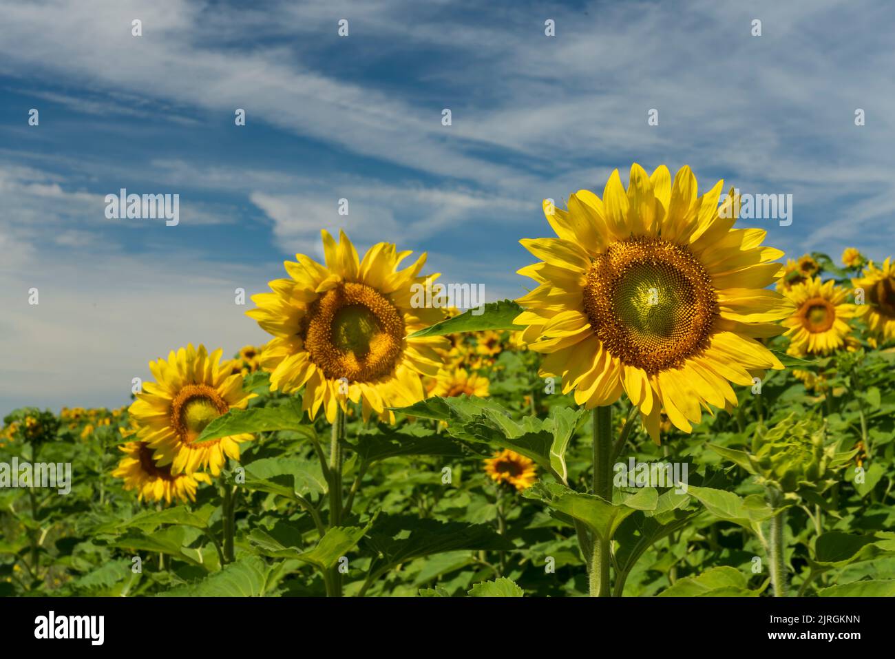 Plum coulee hi-res stock photography and images - Alamy