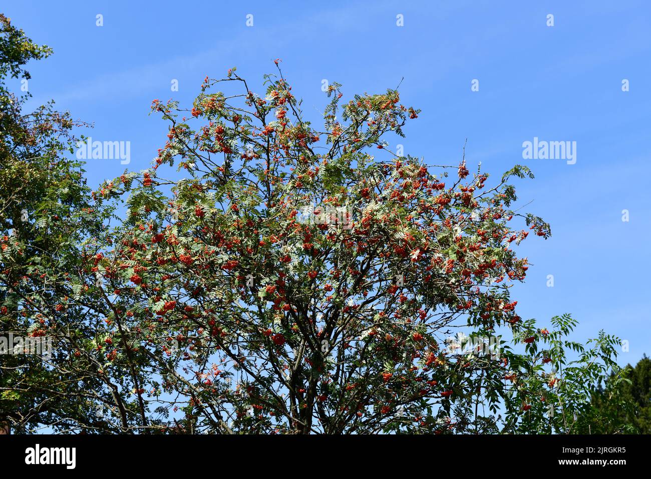 Firethorn (Pyracantha Charmer) Tree in Summer Hook Norton Oxfordshire ...