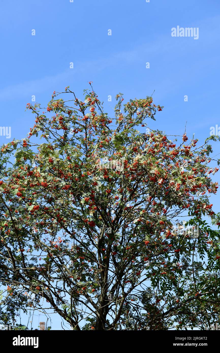 Firethorn (Pyracantha Charmer) Tree in Summer Hook Norton Oxfordshire ...