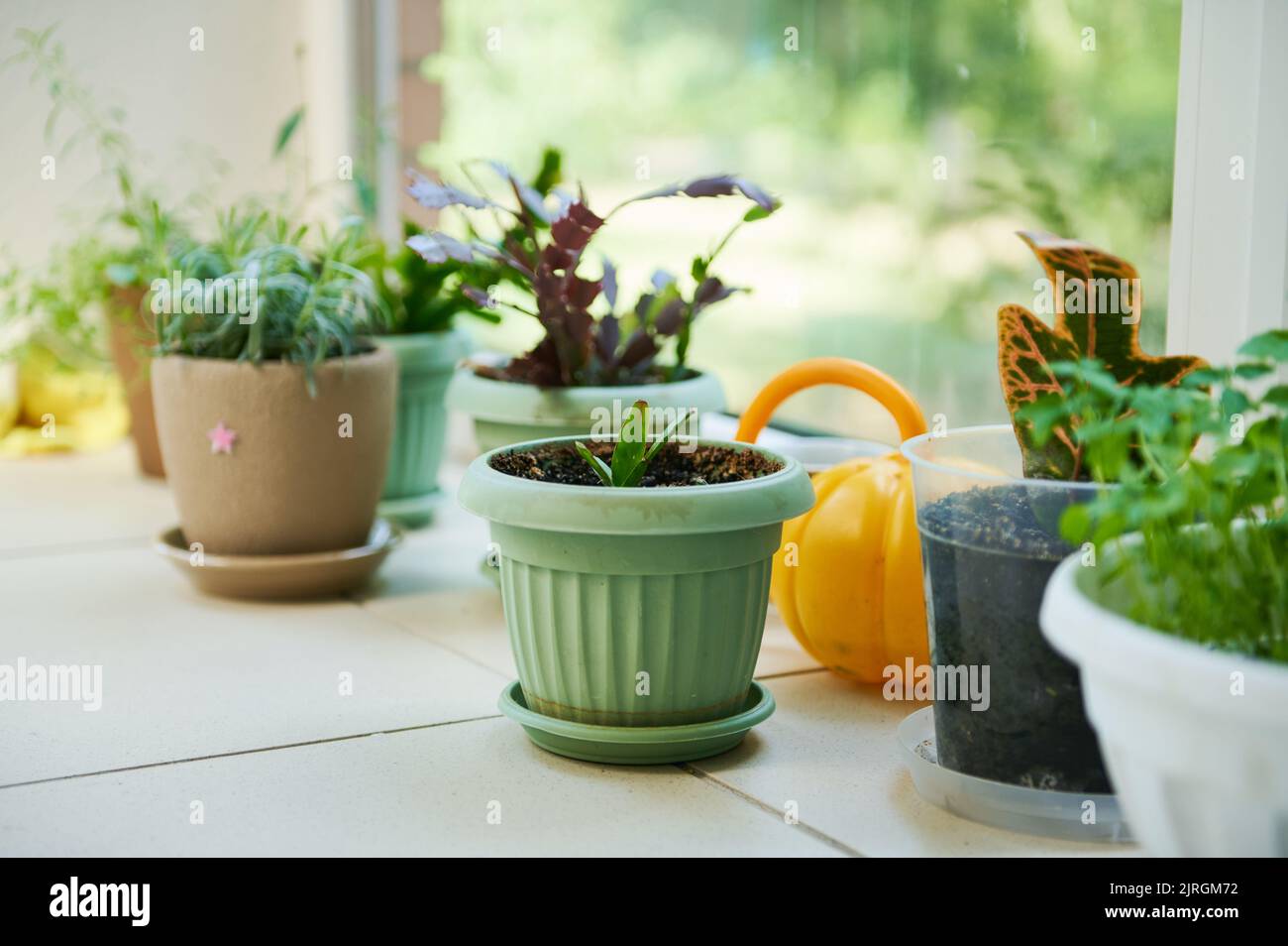 Still life with potted houseplants, culinary herbs and a watering can ...