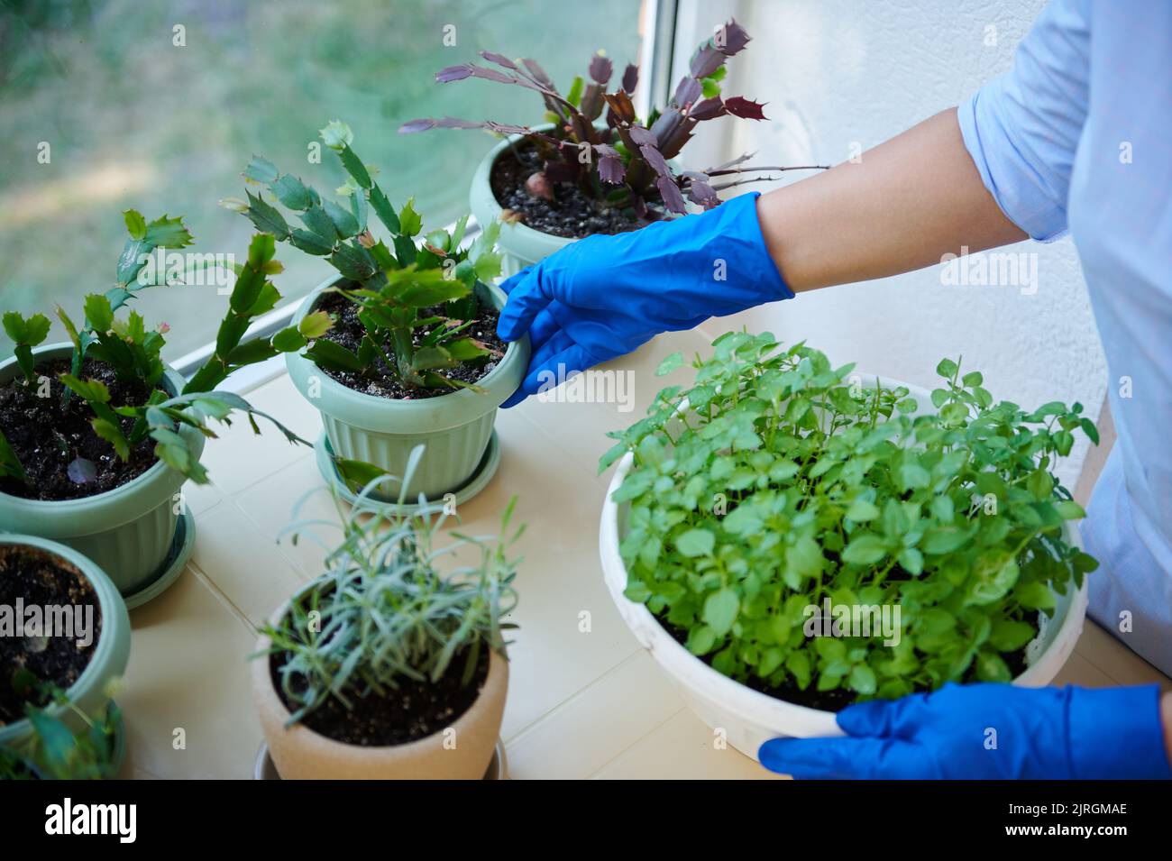 Female gardener taking care houseplants hi-res stock photography and ...