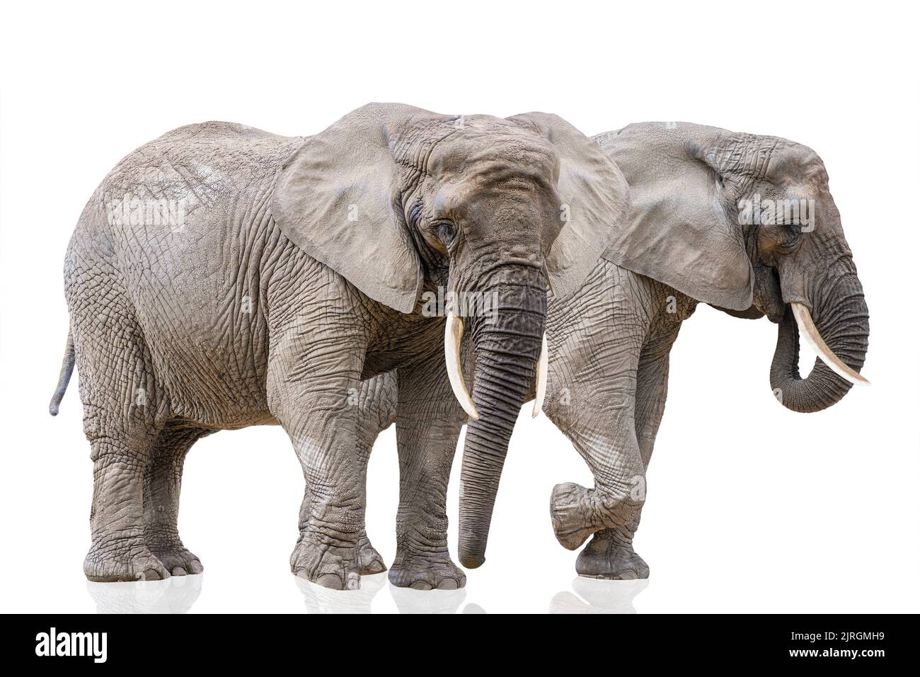 Isolation on white of two walking elephants. African elephants isolated ...