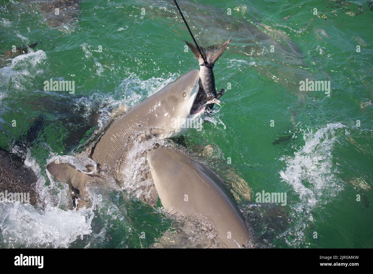 The sharks gather to eat fish on a hook in the ocean Stock Photo - Alamy
