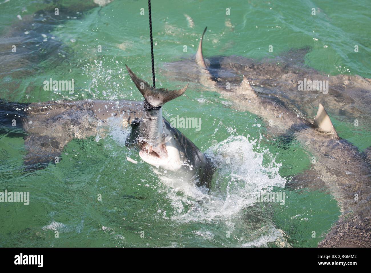 The sharks gather to eat fish on a hook in the ocean Stock Photo - Alamy
