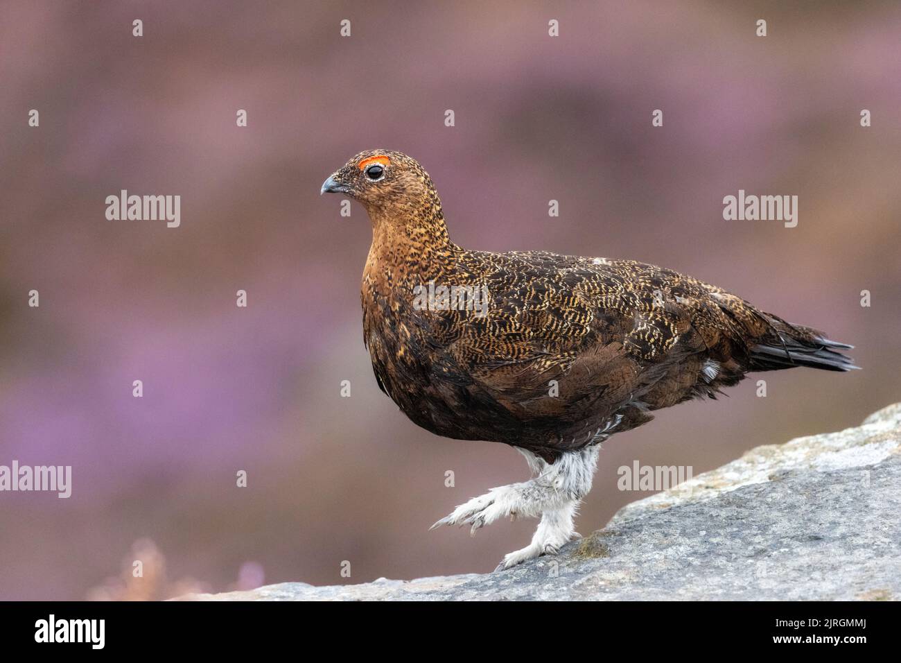 Red grouse (Lagopus lagopus scotica) walking on Ilkley Moor with a ...