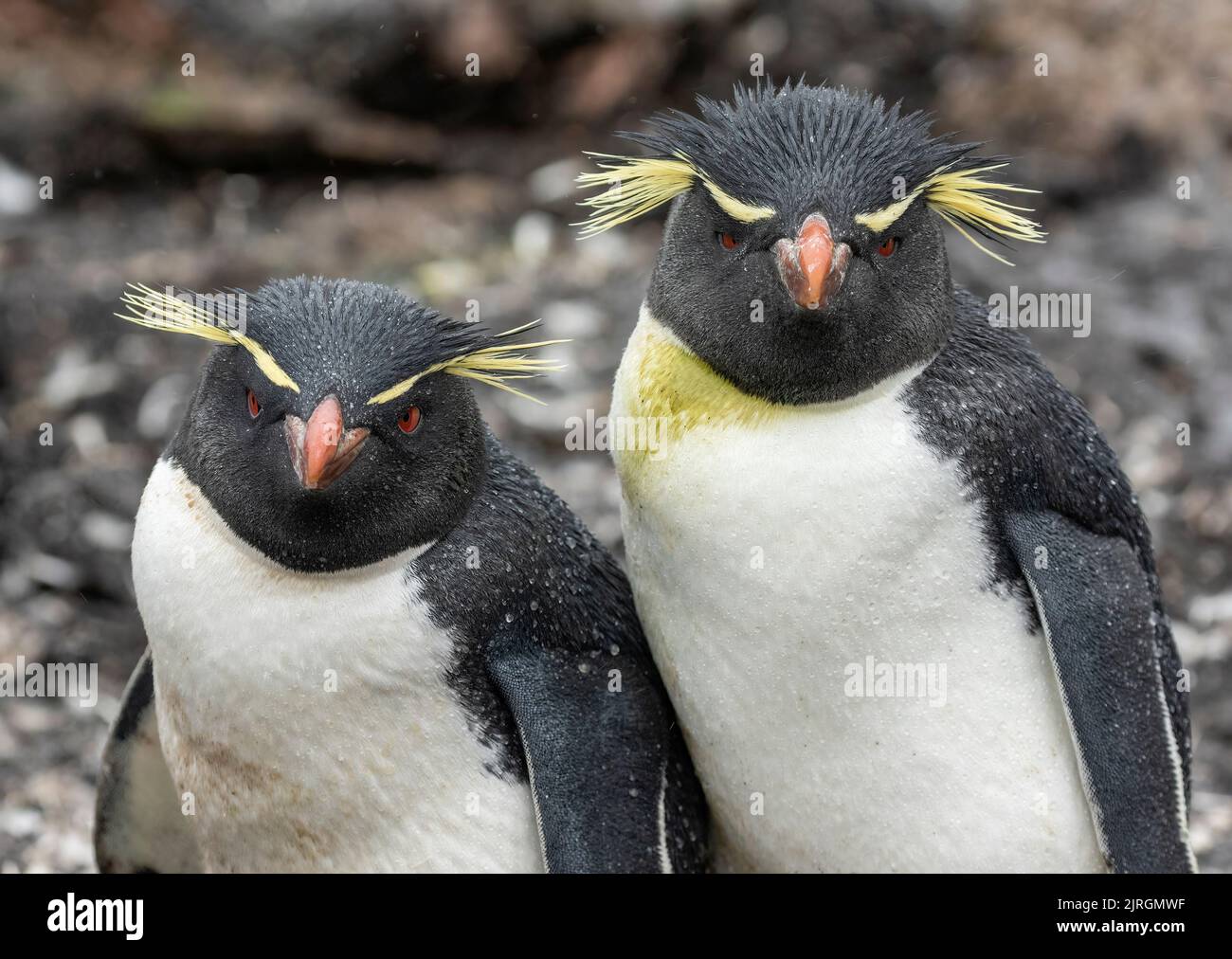 Southern Rockhopper Penguin Stock Photo - Alamy