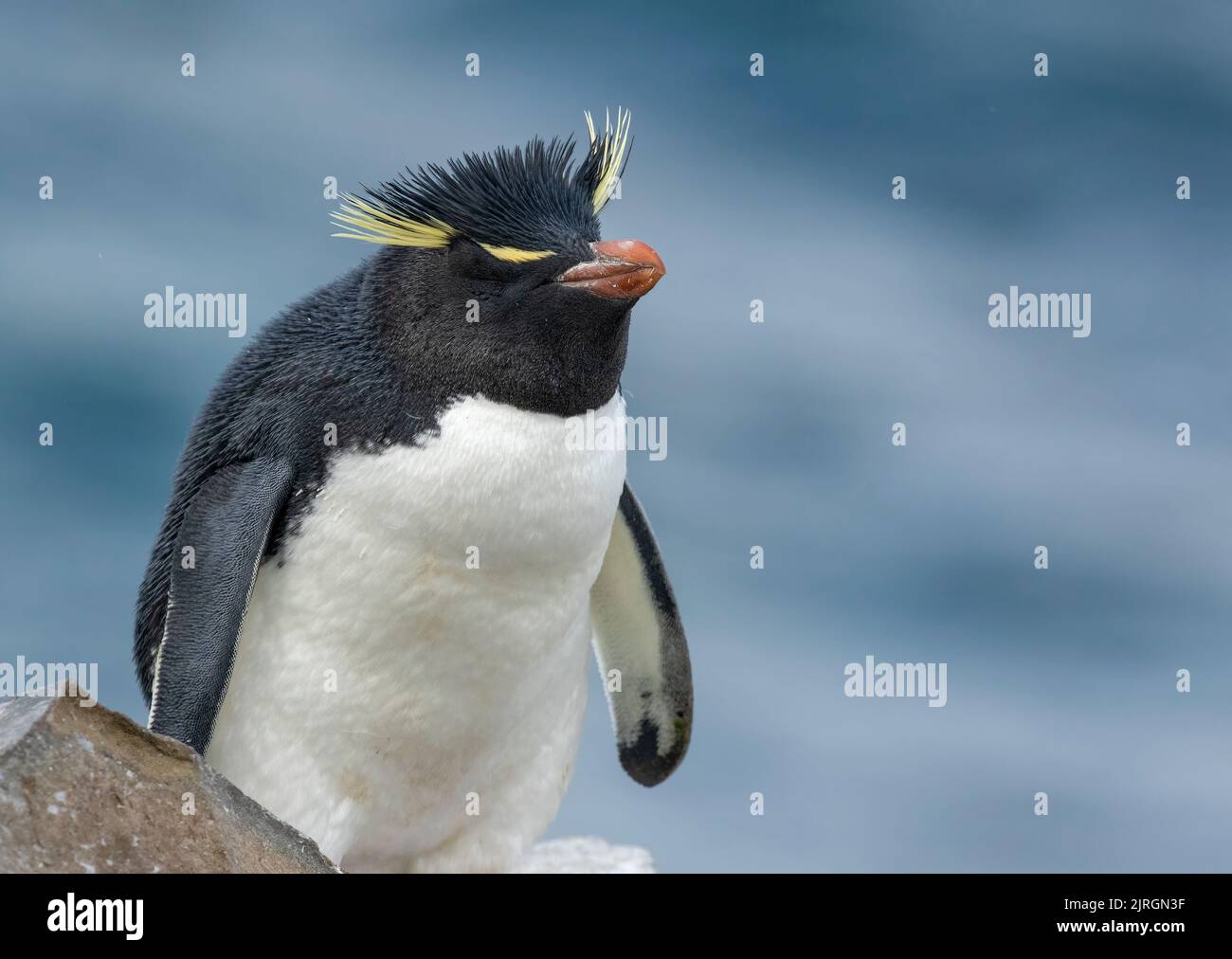 Southern Rockhopper Penguin Stock Photo - Alamy