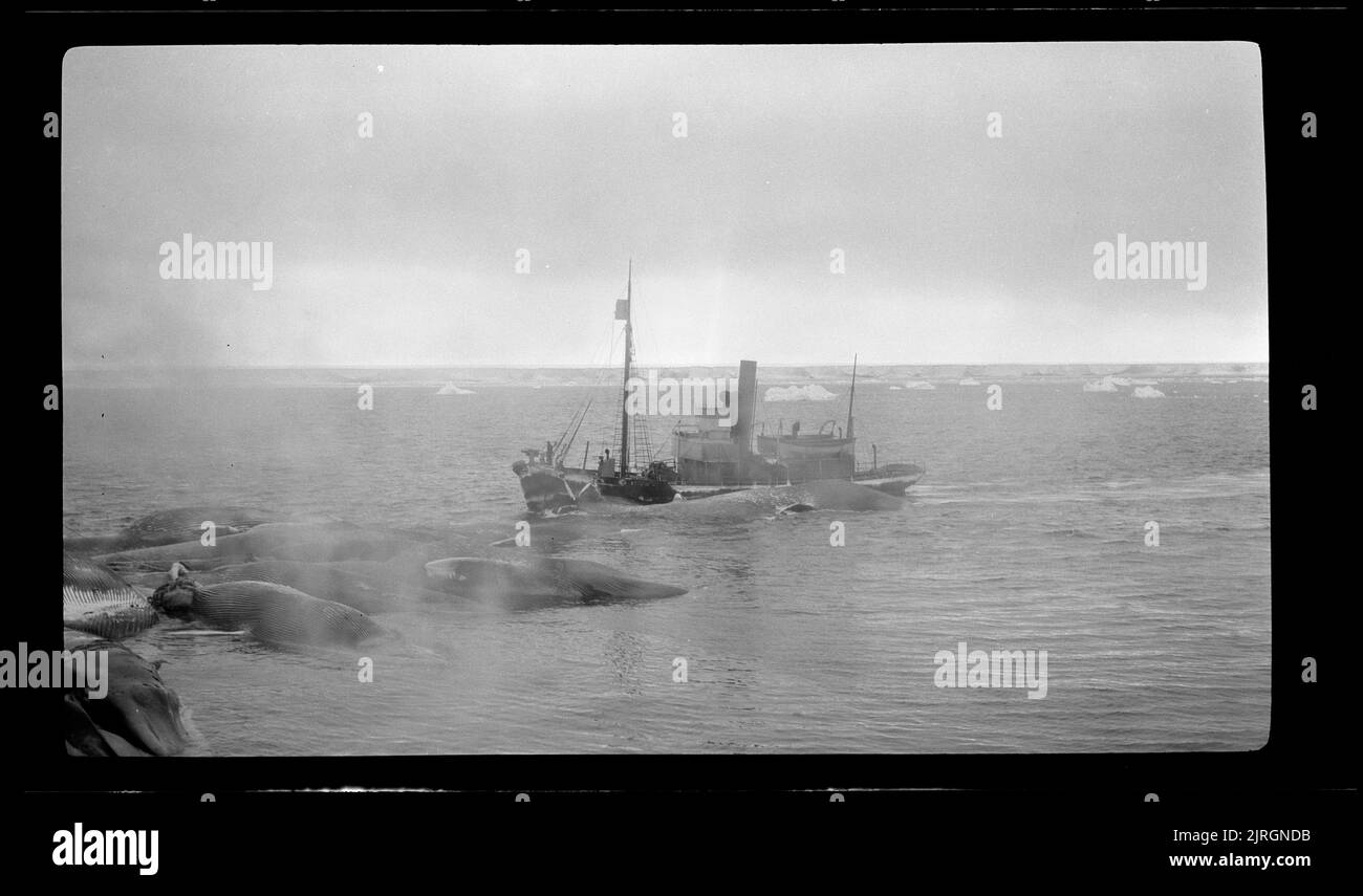 Whaling in the Ross Sea, 1924, Southern Ocean, by Captain George Samuel ...
