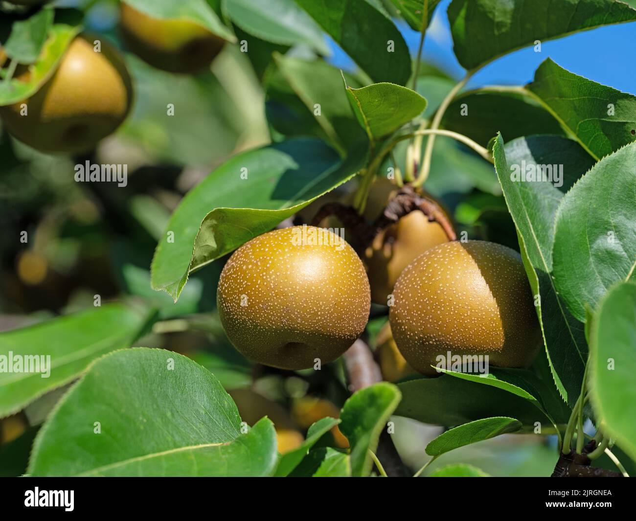 Nashi pears, Pyrus pyrifolia, on the tree Stock Photo - Alamy
