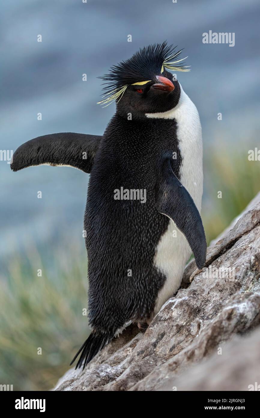 Southern Rockhopper Penguin Stock Photo - Alamy