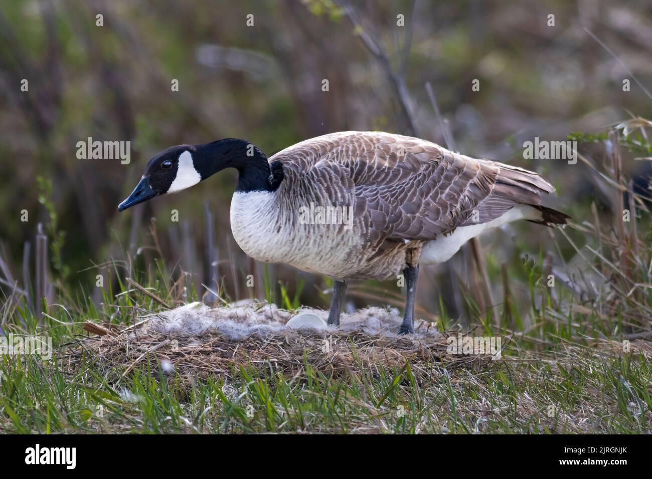 Female Canada goose incubating eggs on her nest at the Discovery Nature ...
