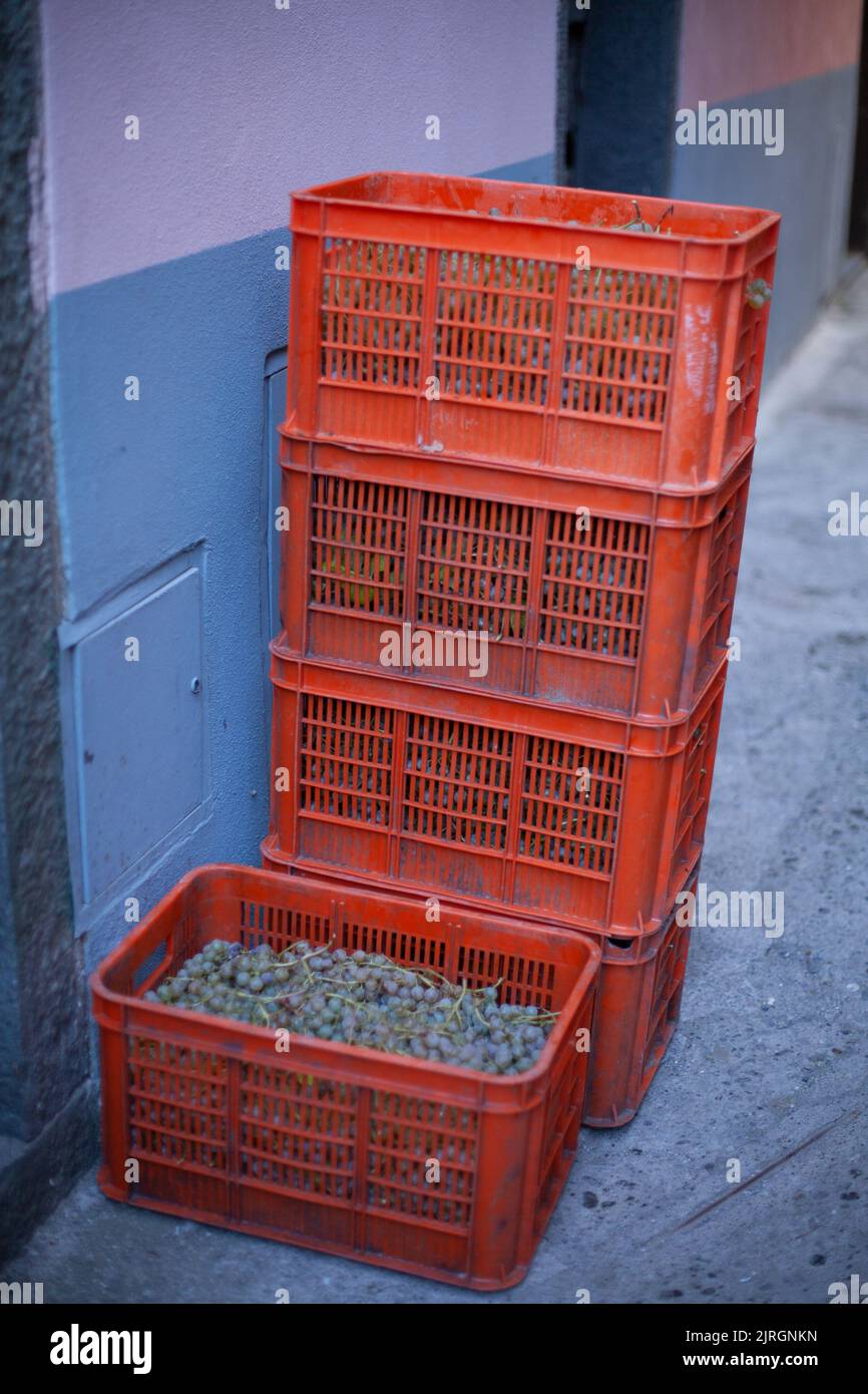 Cases of harvested grapes in countryside outside a winemaking firm in ...