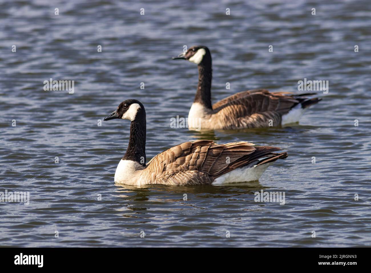 Two Canada geese on the water at the Discovery Nature Sanctuary in ...