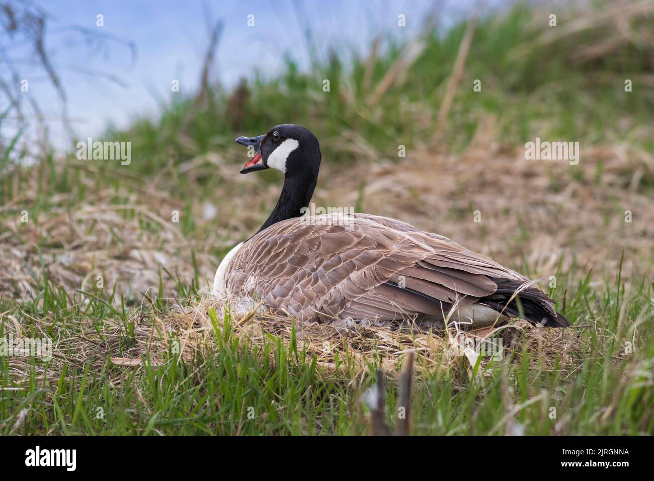 Female Canada goose incubating eggs on her nest at the Discovery Nature ...