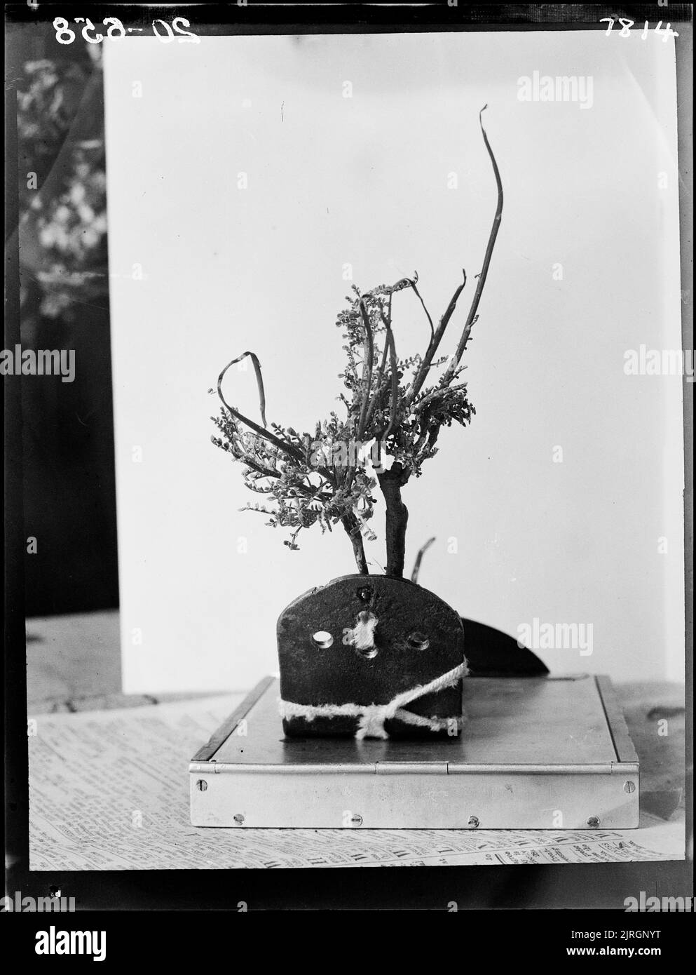 Edwardsia stunted edwardsia stunted hi-res stock photography and images ...