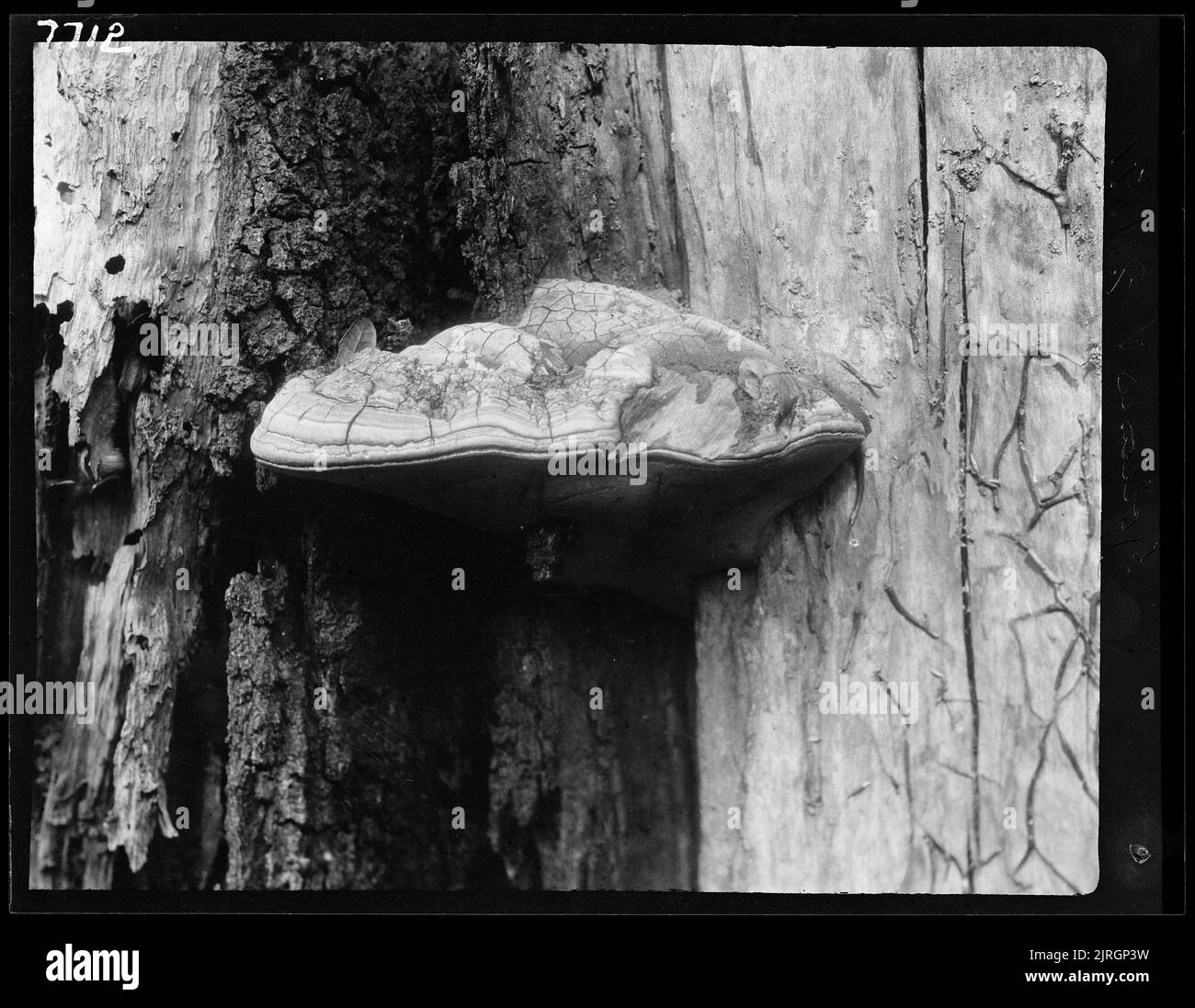 Organism fungus Black and White Stock Photos & Images - Alamy