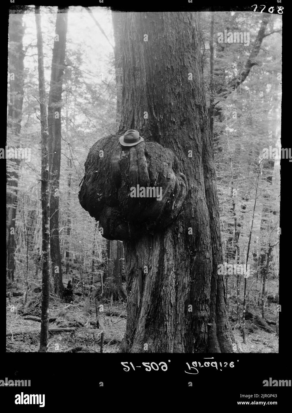 Gall on a Tree, circa 1922, by Dr Leonard Cockayne F.R.S Stock Photo ...