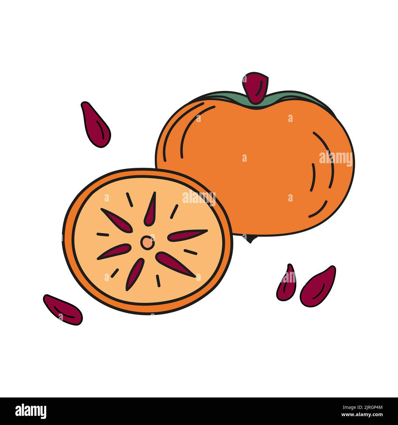 Vector illustration of persimmons whole and cut with pits in doodle ...