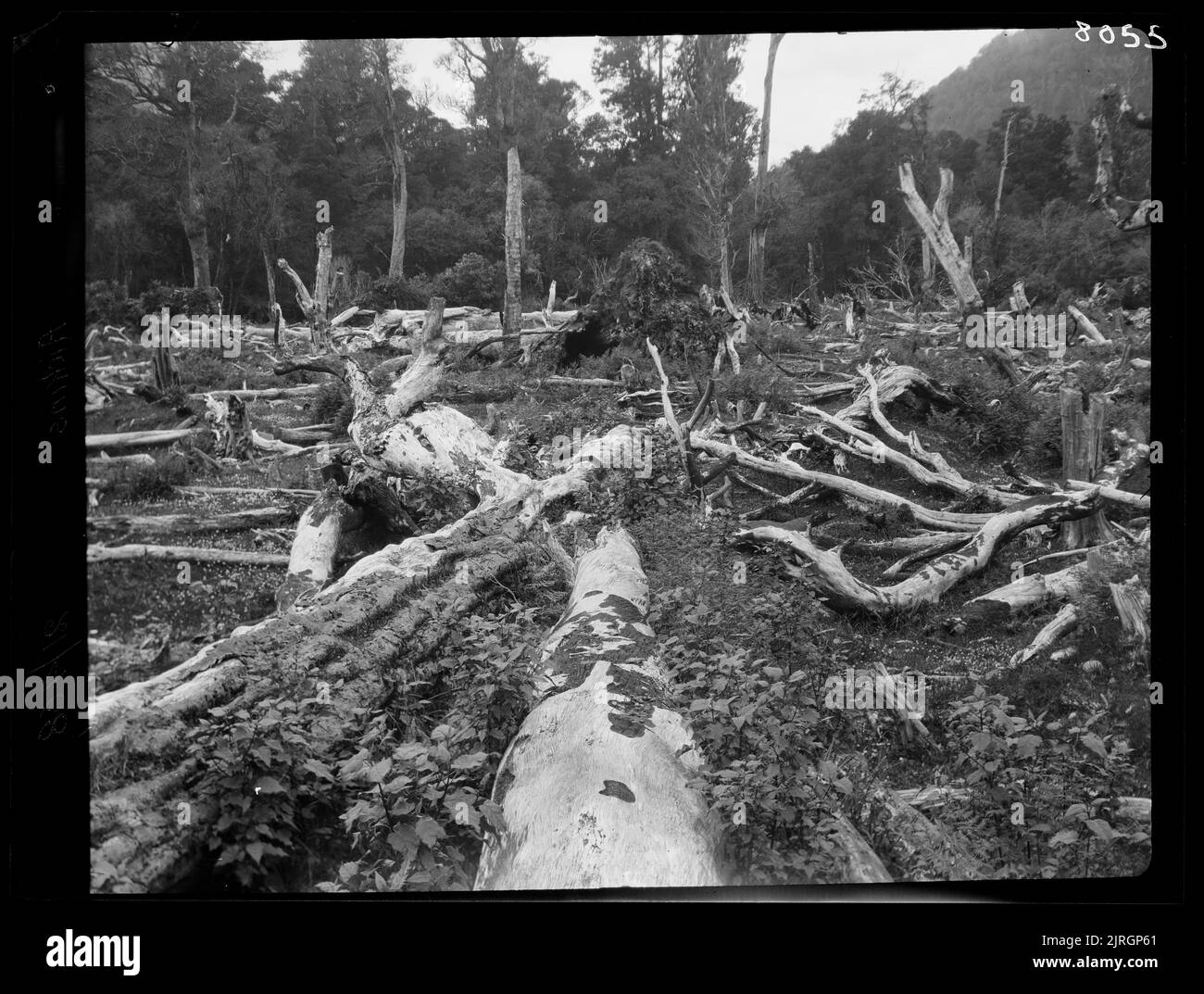 Forest Regeneration, circa 1922, by Dr Leonard Cockayne F.R.S Stock ...