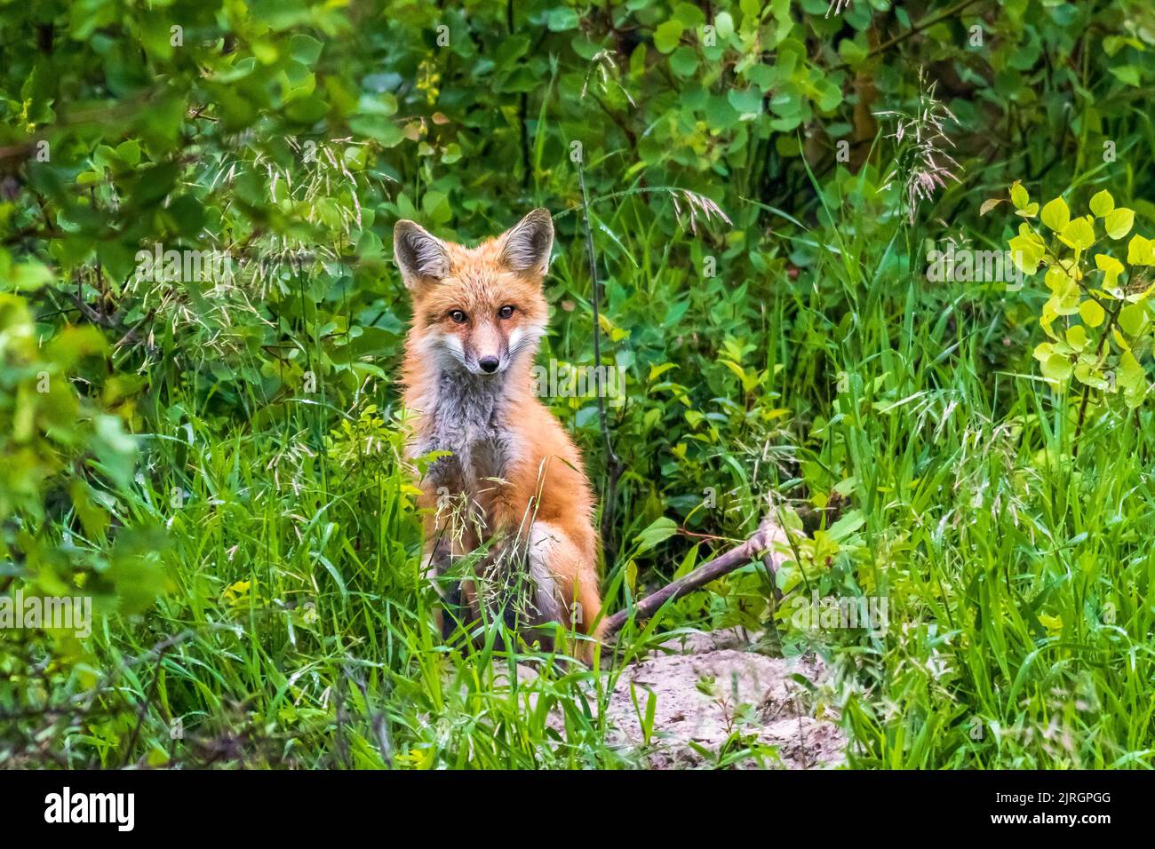 The Red fox in the Cypress Hills Interprovincial Park, Saskatchewan ...