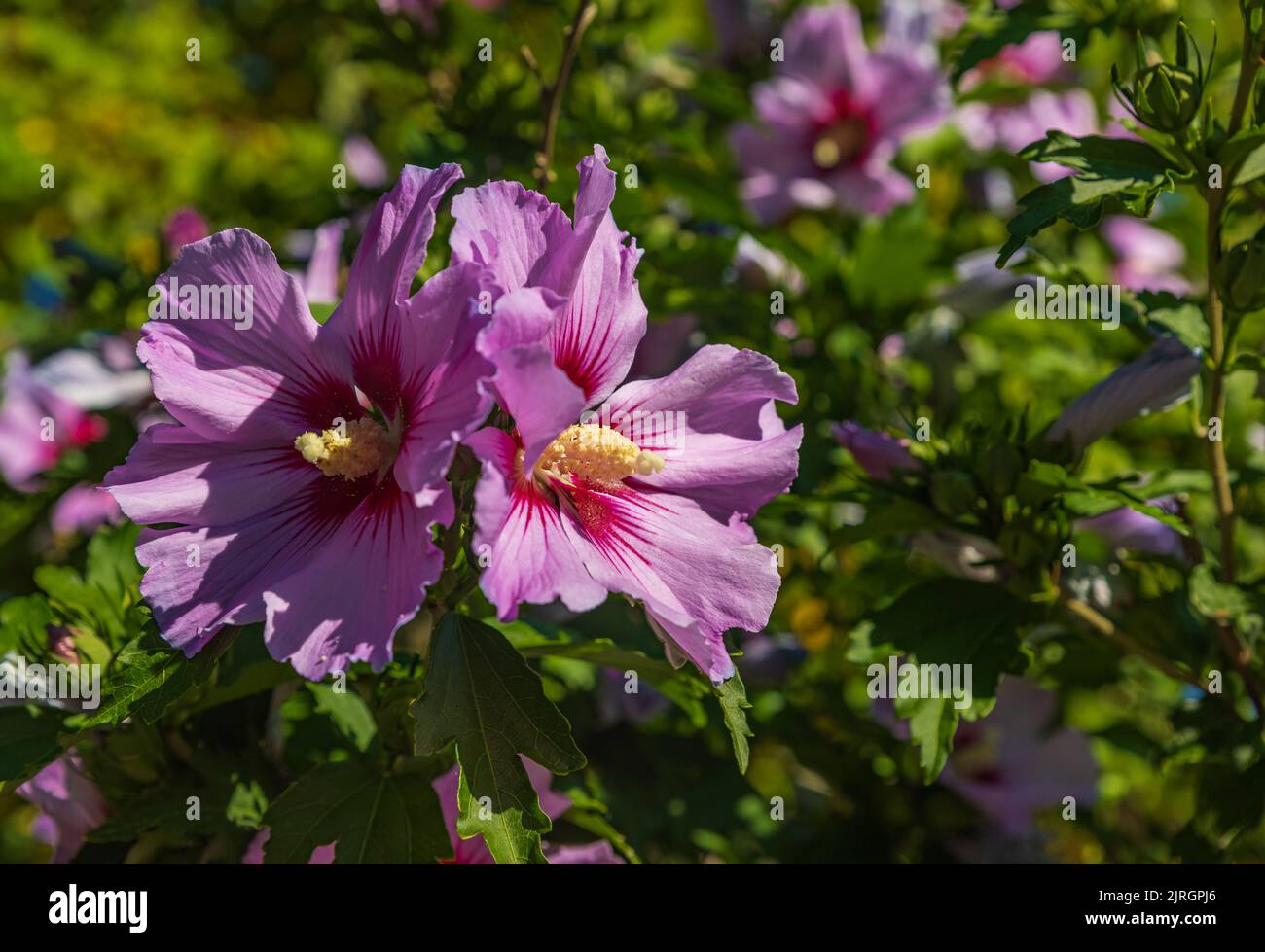 Pink Hibiscus syriacus flowering in the garden.Common names as rose of ...