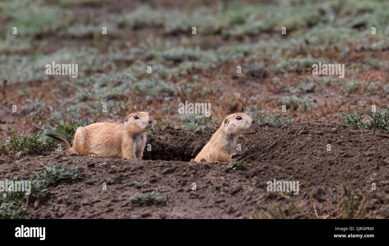 Black tailed prairie dogs at their burrow in Grasslands National Park ...