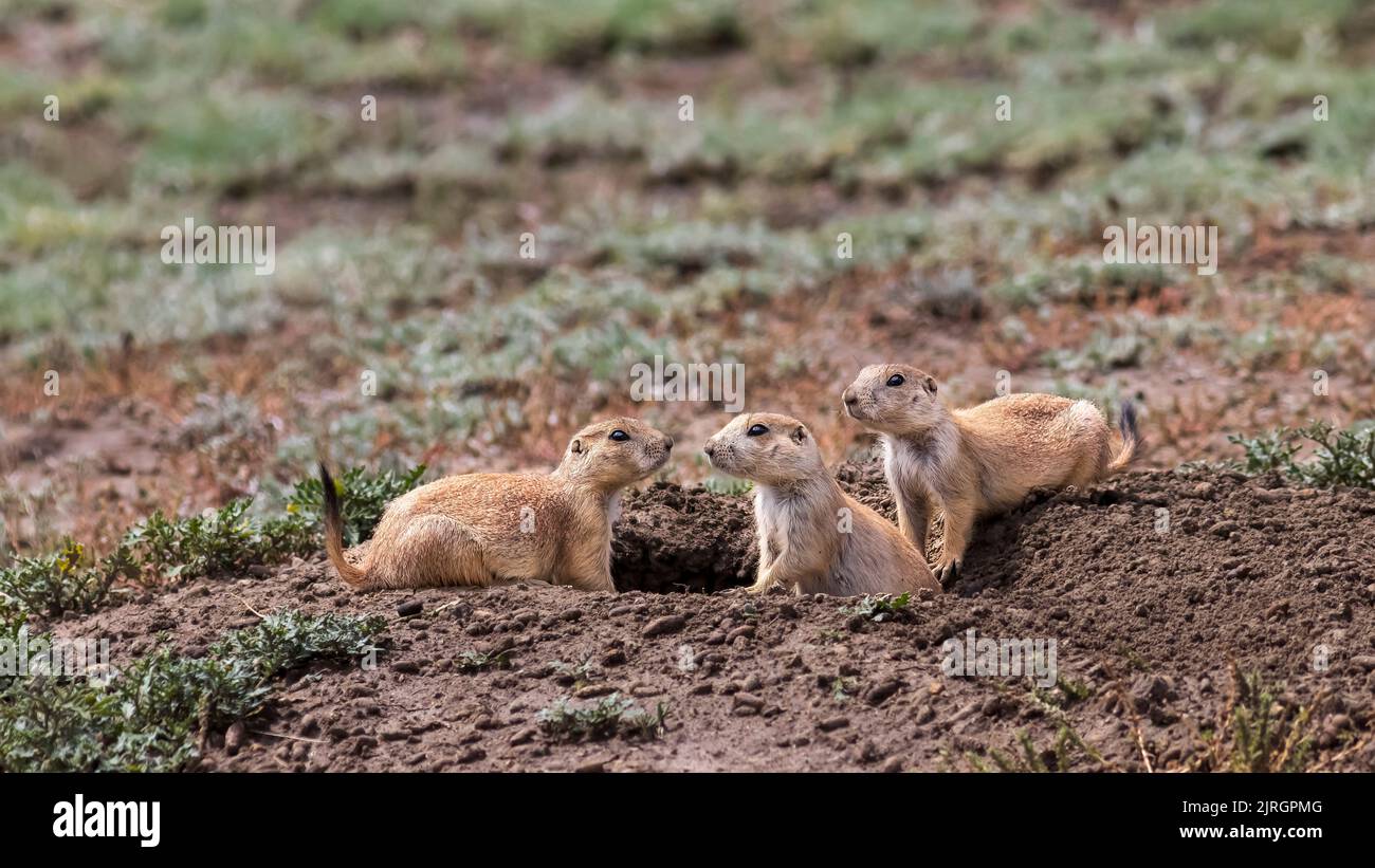 Black tailed prairie dogs at their burrow in Grasslands National Park ...