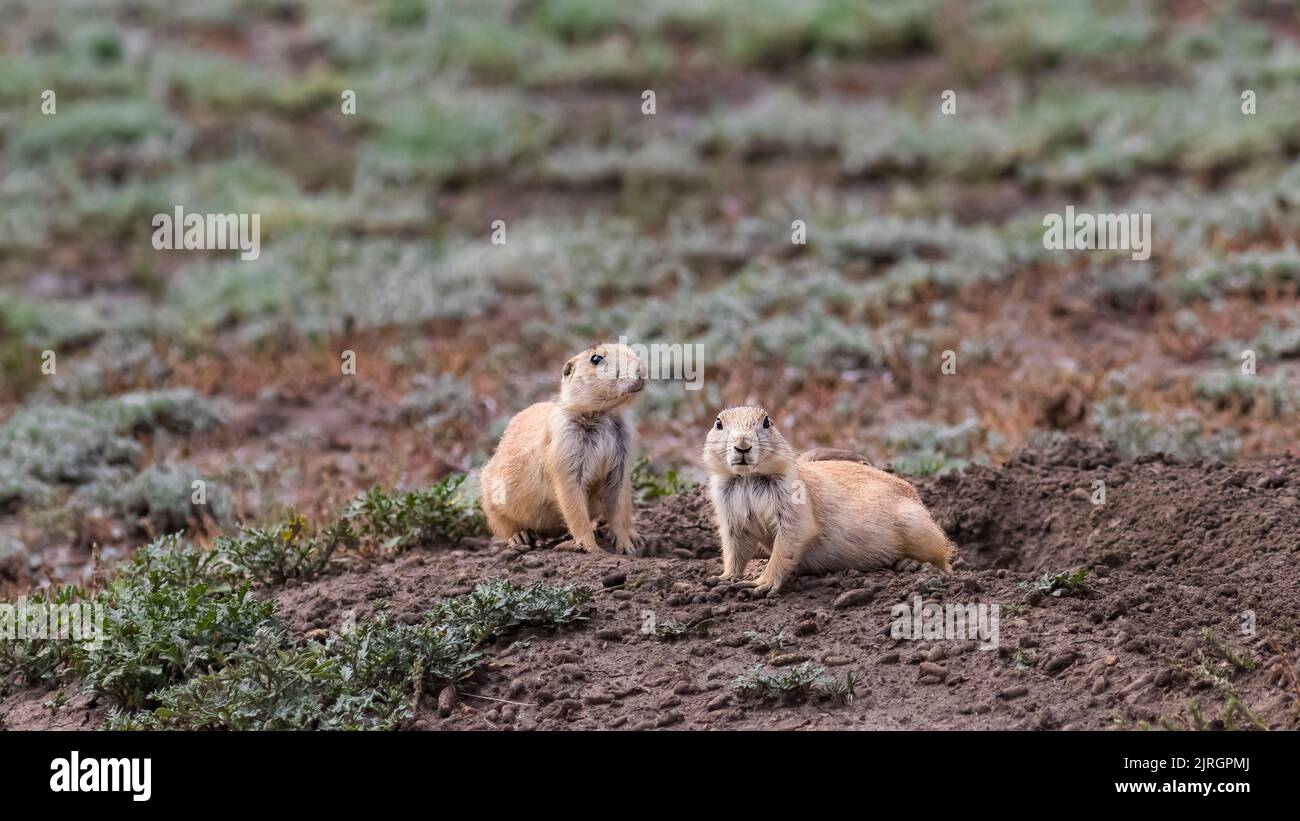 Black tailed prairie dogs at their burrow in Grasslands National Park ...