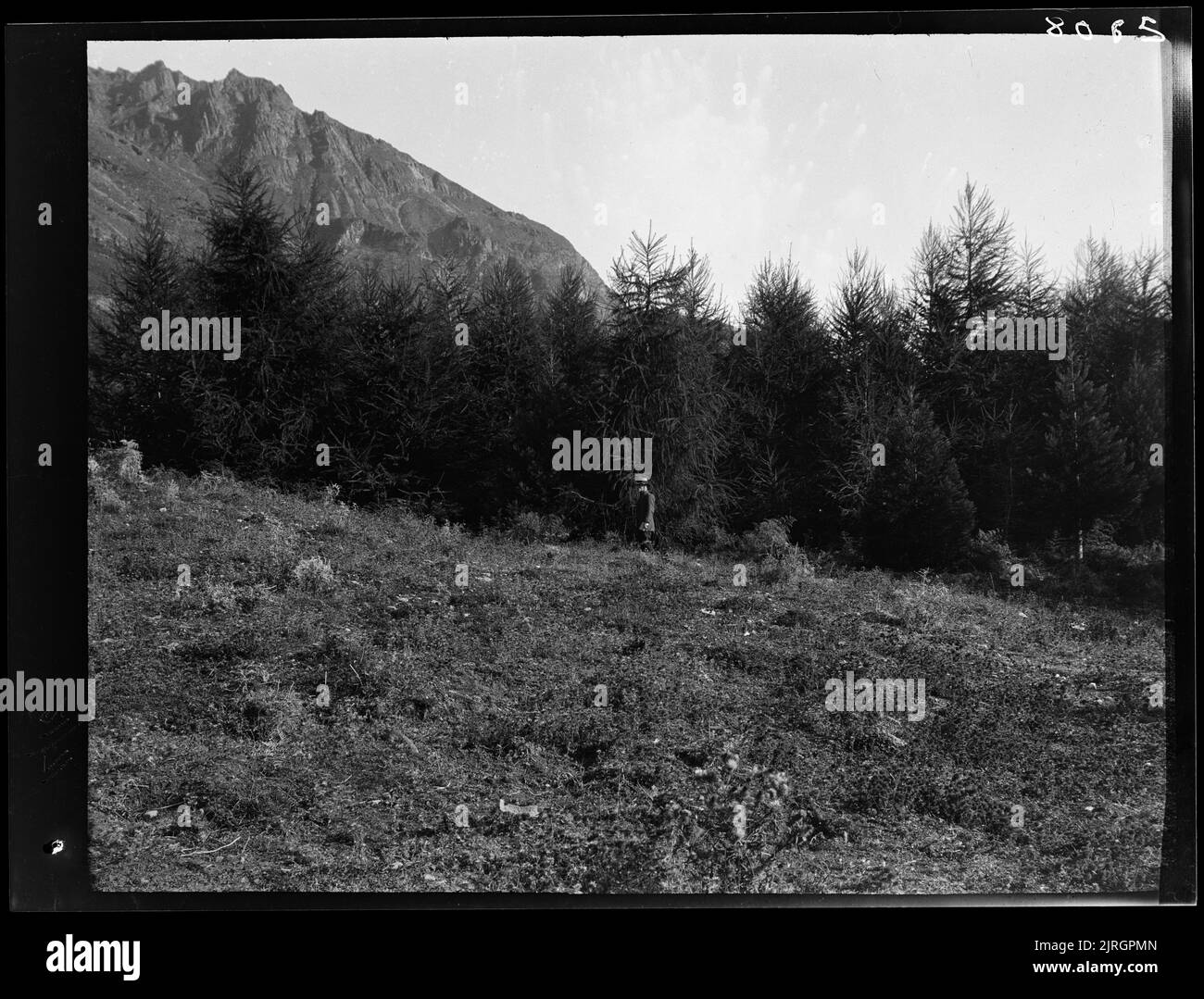 European larch plantation european larch plantation hi-res stock ...