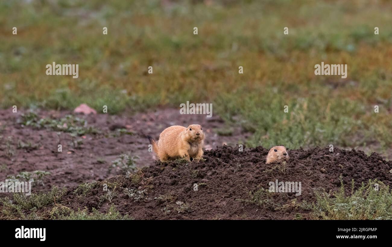Black tailed prairie dogs at their burrow in Grasslands National Park ...