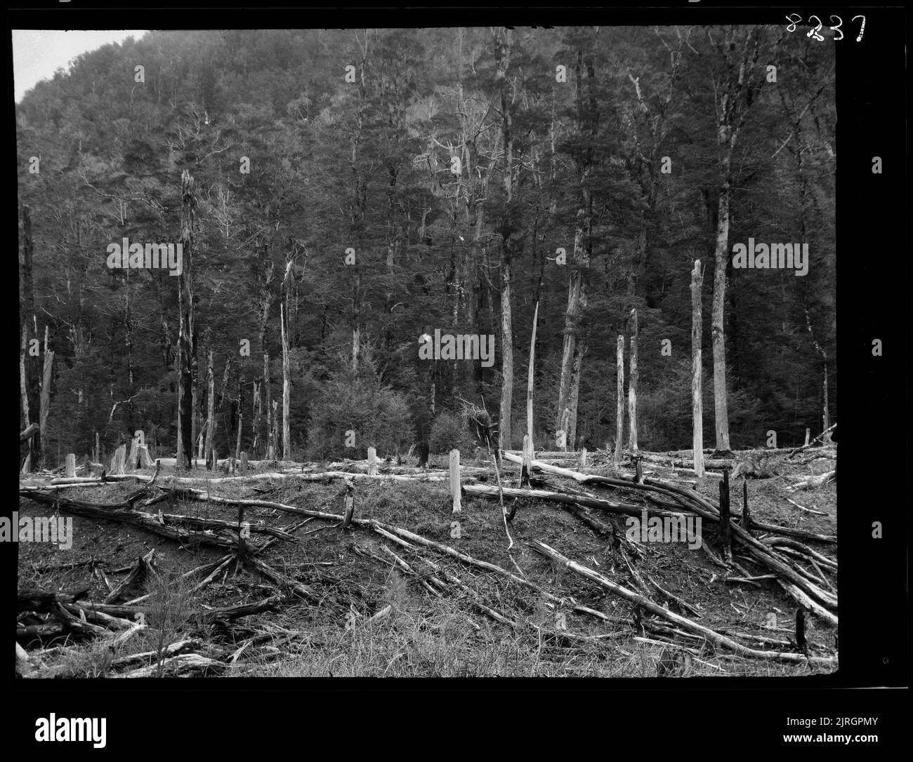 New zealand native timber hi-res stock photography and images - Alamy