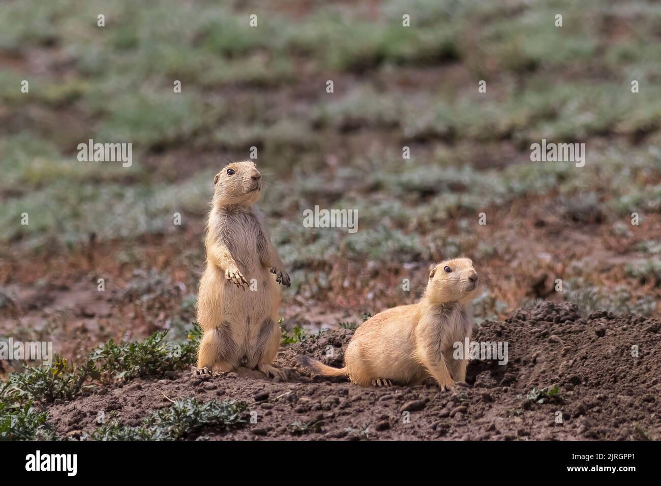 Black tailed prairie dogs at their burrow in Grasslands National Park ...