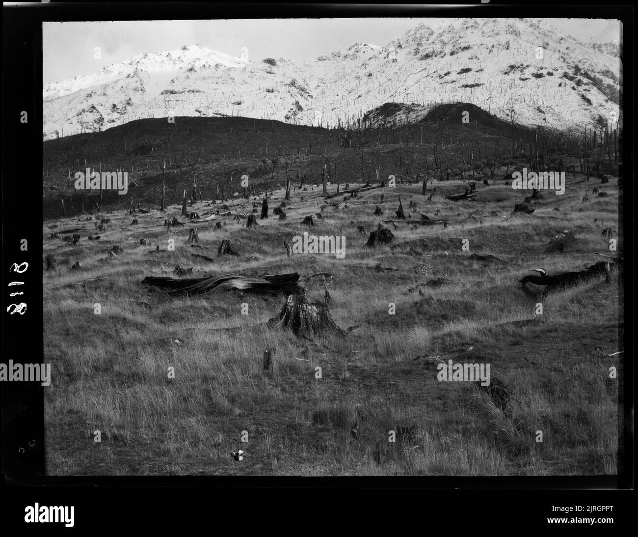 Burnt forest burnt forest Black and White Stock Photos & Images - Alamy