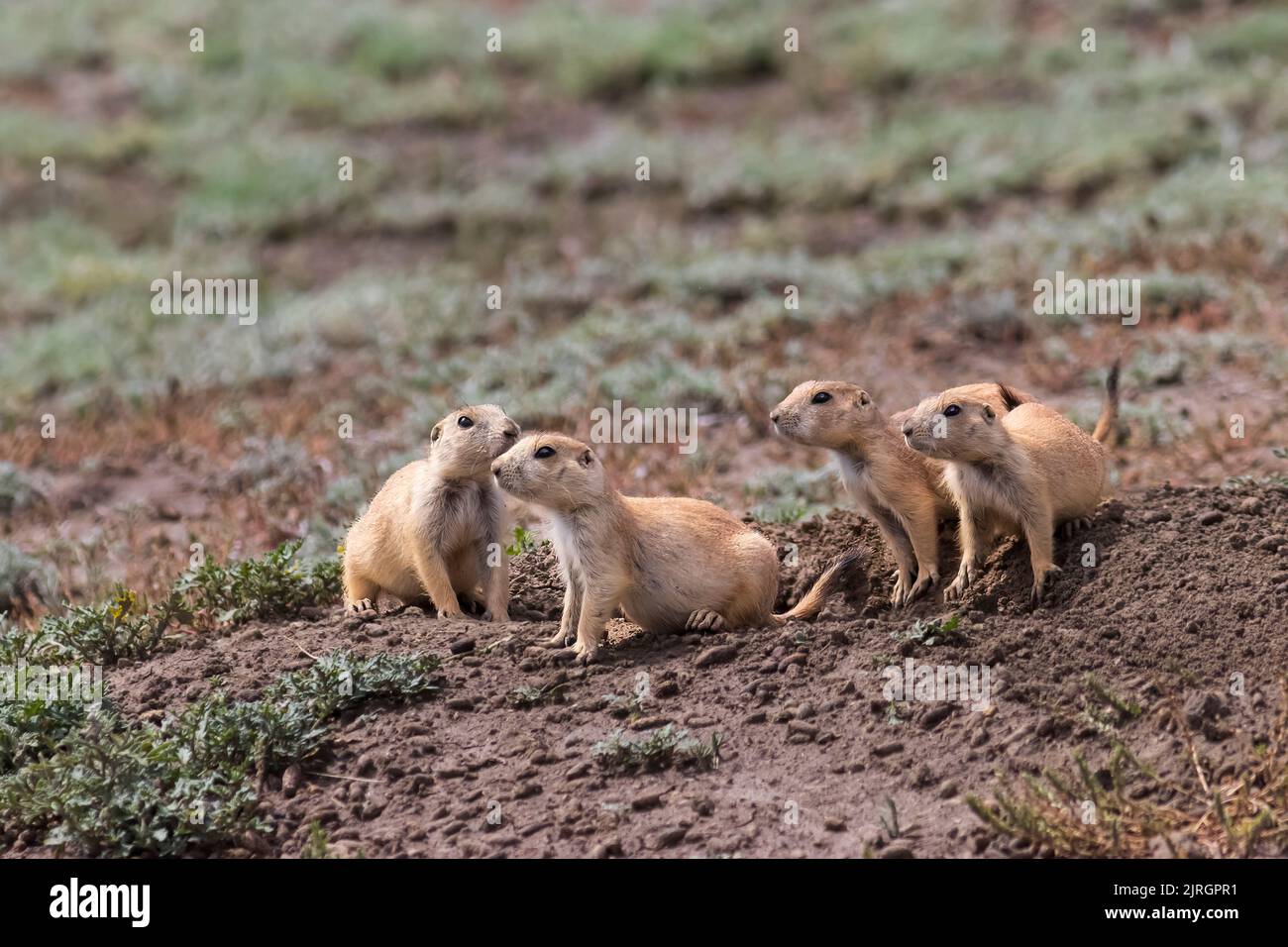 Black tailed prairie dogs at their burrow in Grasslands National Park ...