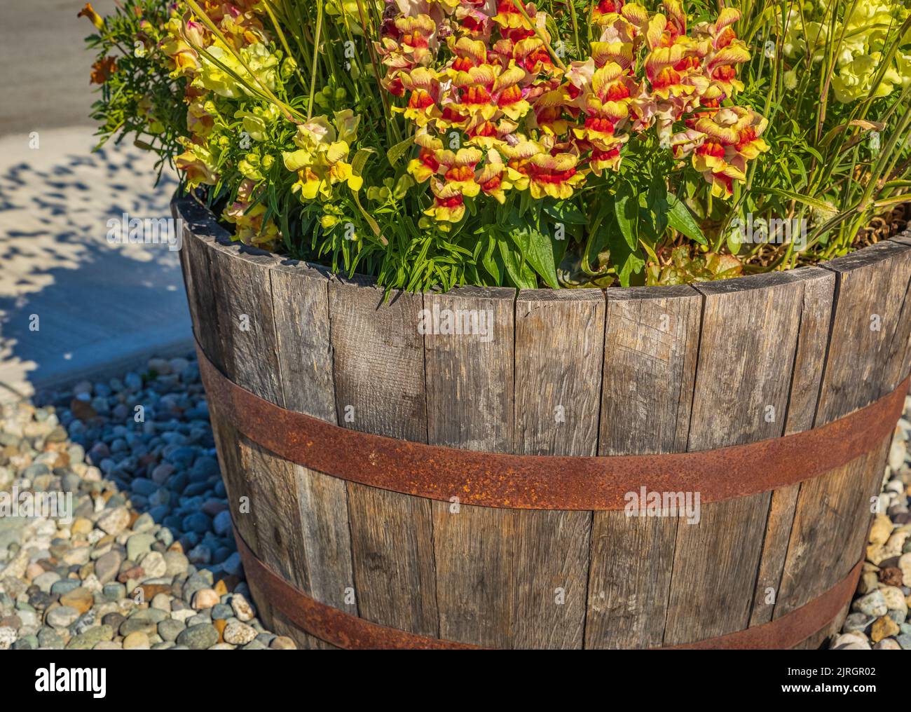 Planter made of barrel wood outdoors. Wooden planter with flowers on a ...