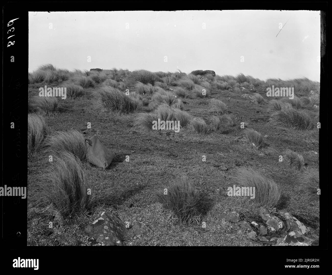 Alpine Tussock, circa 1922, by Dr Leonard Cockayne F.R.S Stock Photo ...
